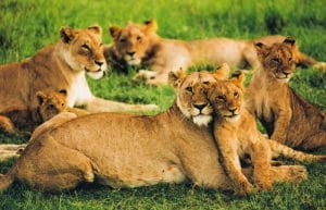 9 Best Wildlife Holidays in the World I Top Places to see wildlife