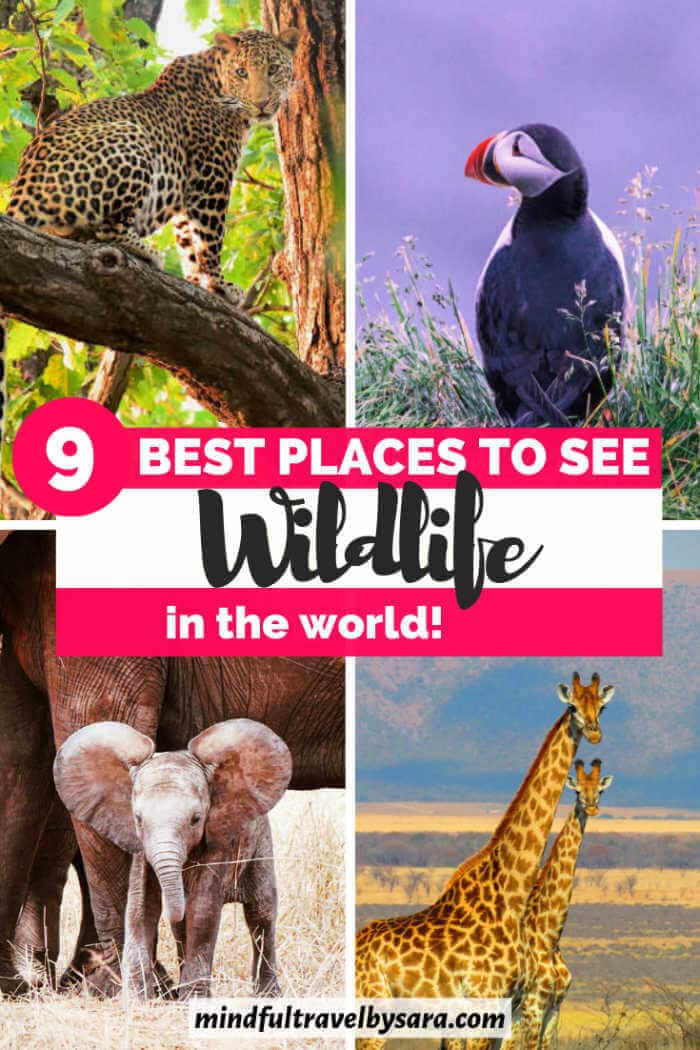 9 Best Wildlife Holidays in the World I Top Places to see wildlife