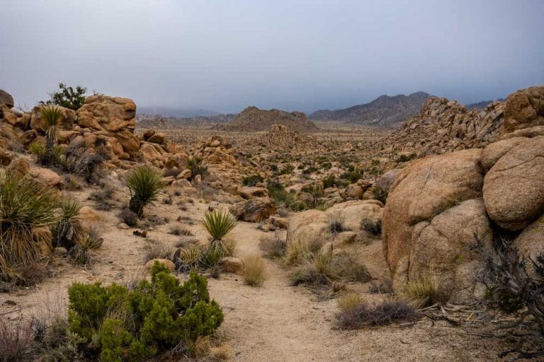 Joshua Tree in Winter: The Ultimate Guide + Tips!